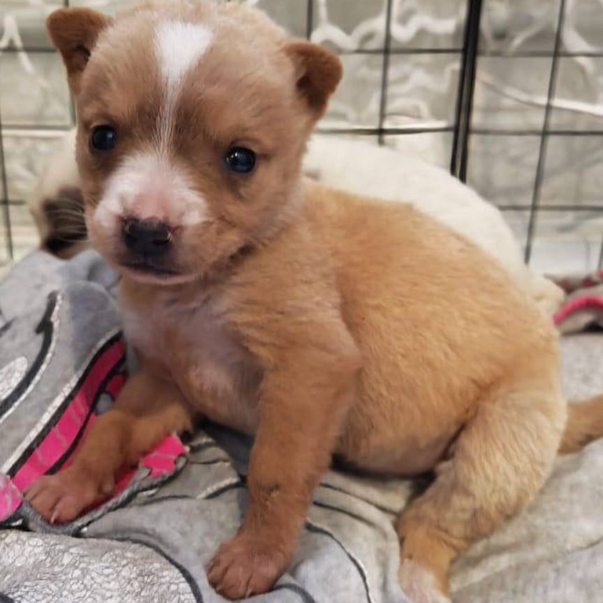 Щенок в добрые руки