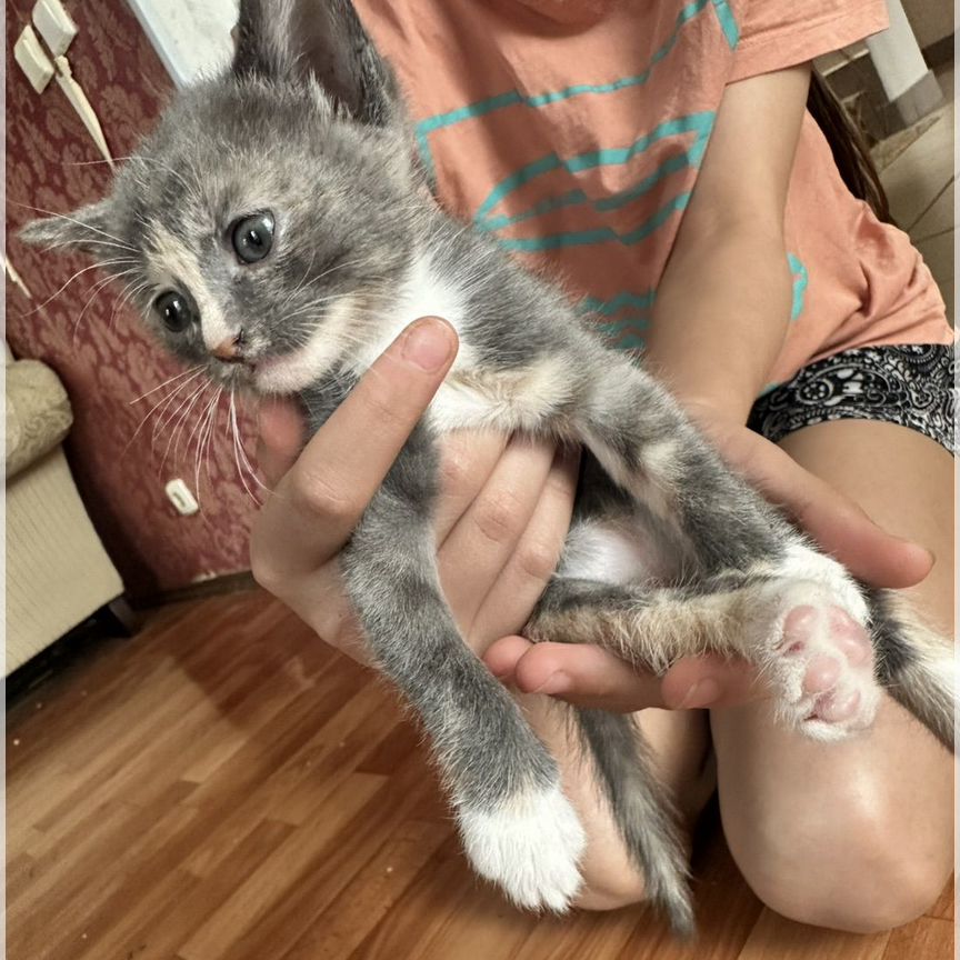 Котёнок в добрые руки