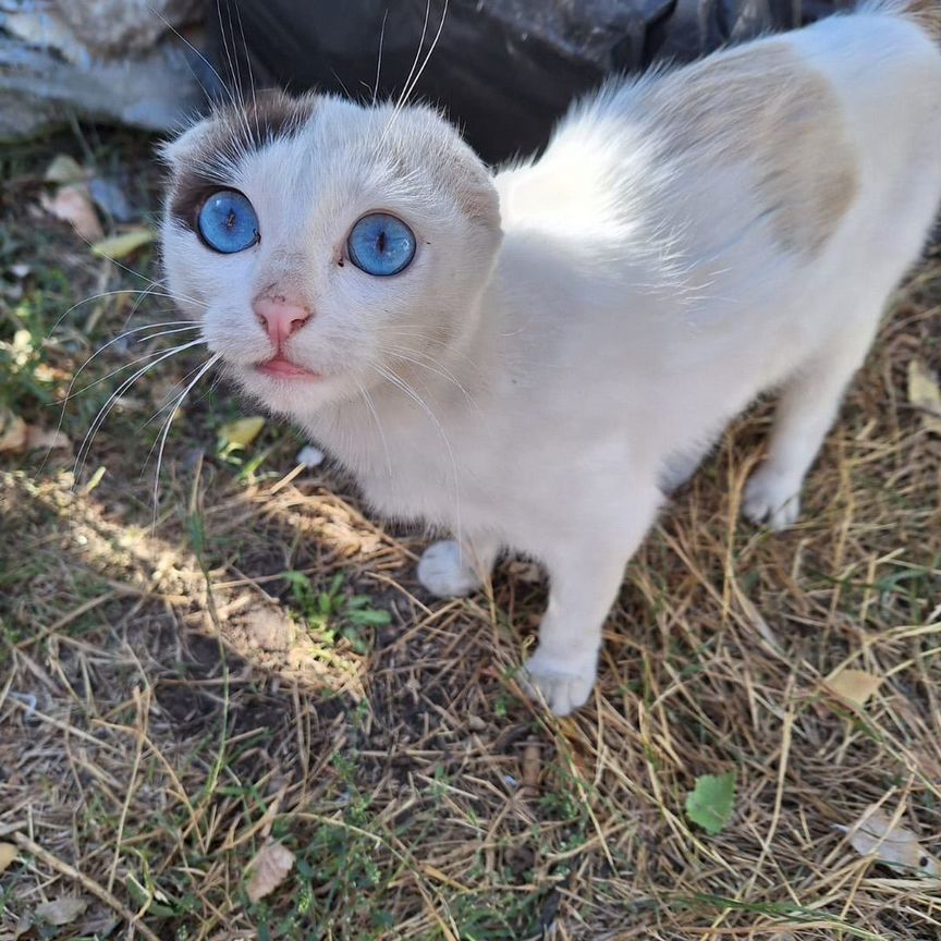 Нереально красивая кошка в добрые руки