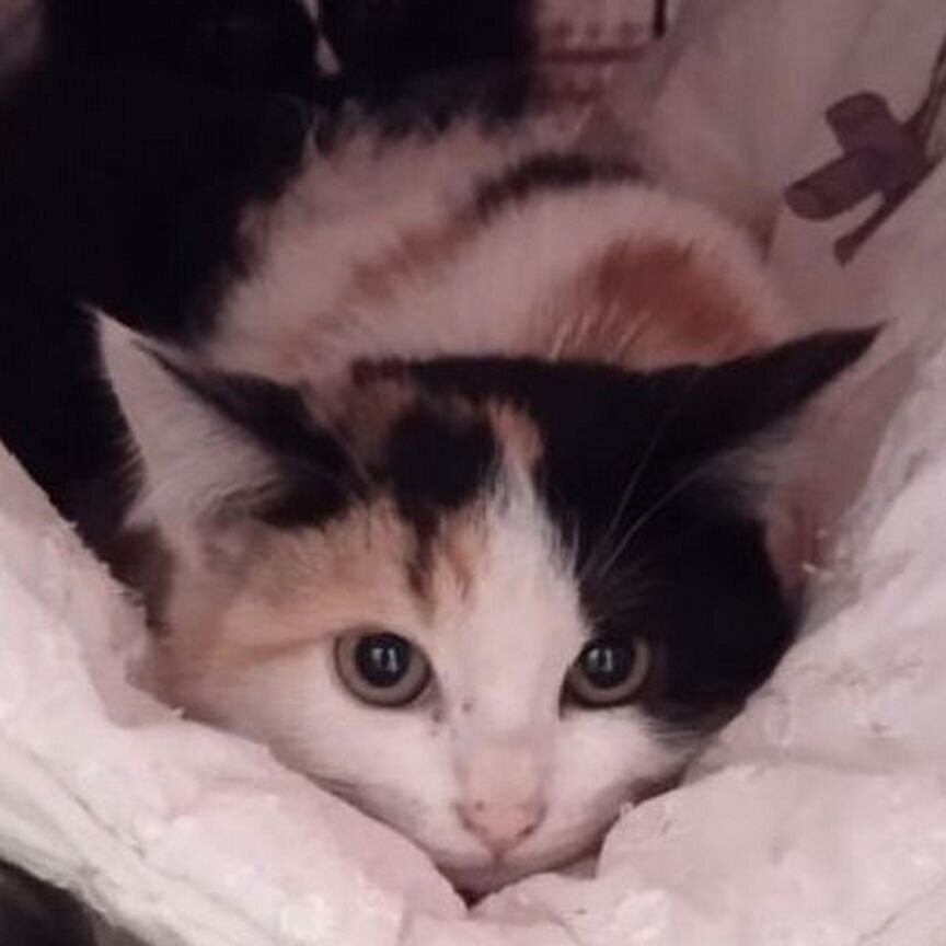 Замечательные девчушки котята и мама кошка