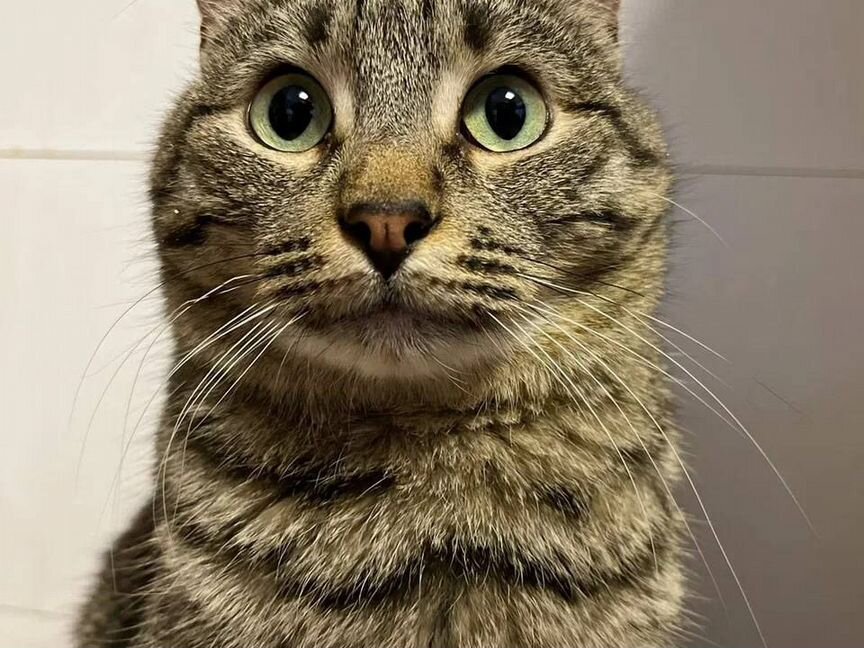 Молодой кот в добрые руки