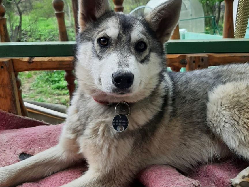 Собачка в семью