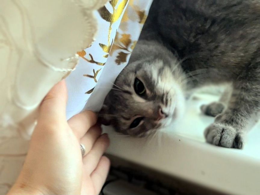 Жасминика ищет дом