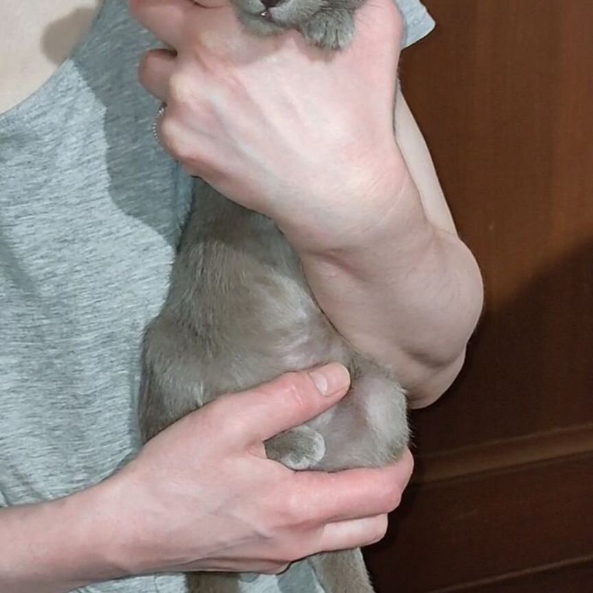 Лиловый ласковый мальчик