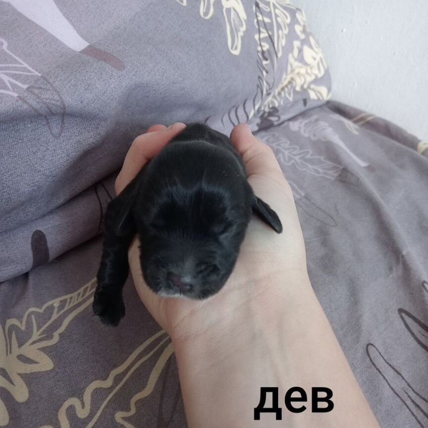 Щенки русского спаниеля