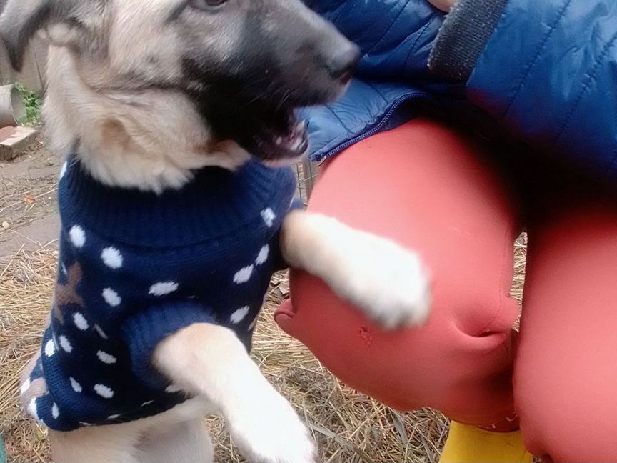 Щенок девочка ищет дом