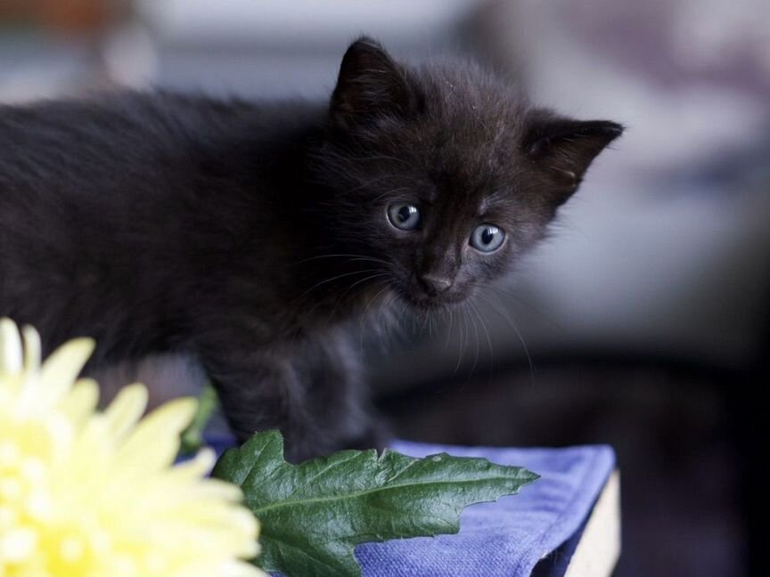 Котенок 2 мес черный