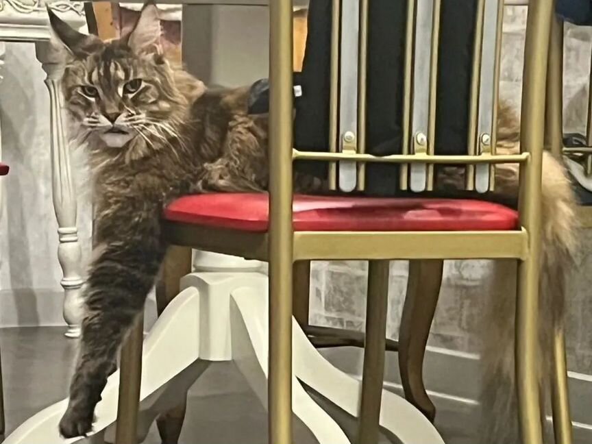 Кошка в добрые руки