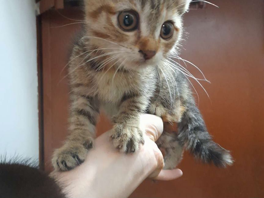 Кошка котёнок 2 месяца