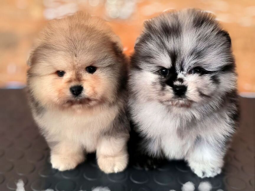 Мэрле красавчик мачос. Рассрочка