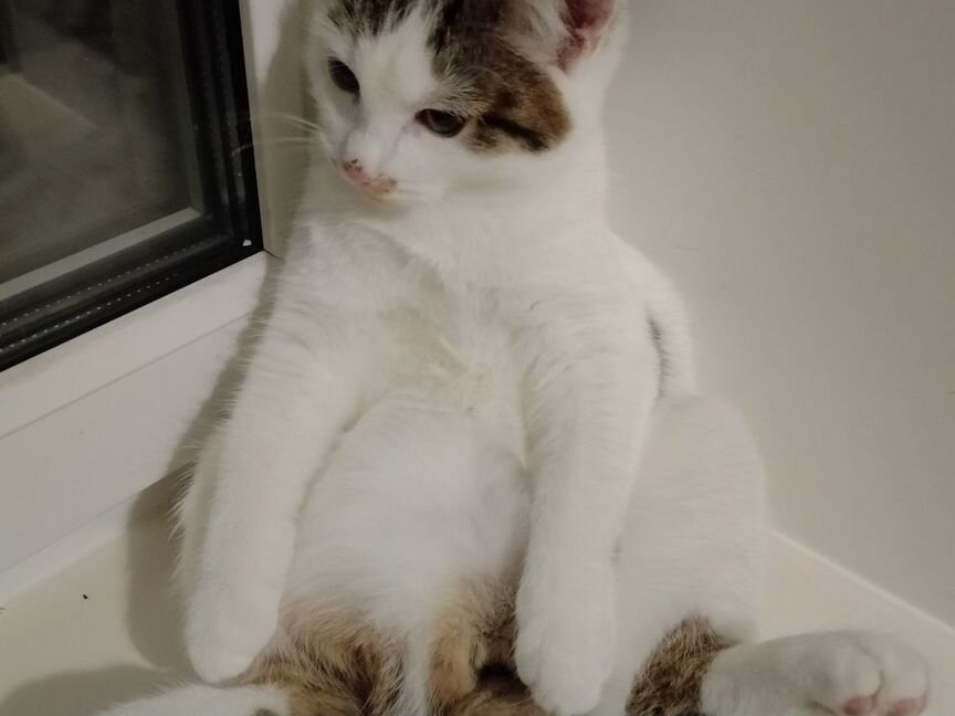 Отдам котенка в добрые руки