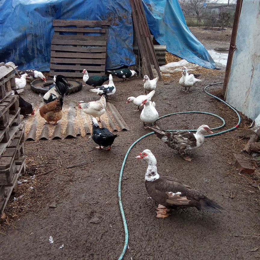 Утки Шептуны