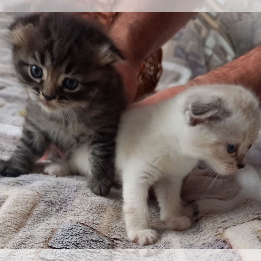 Шотландский вислоухий длинношёрстный котёнок
