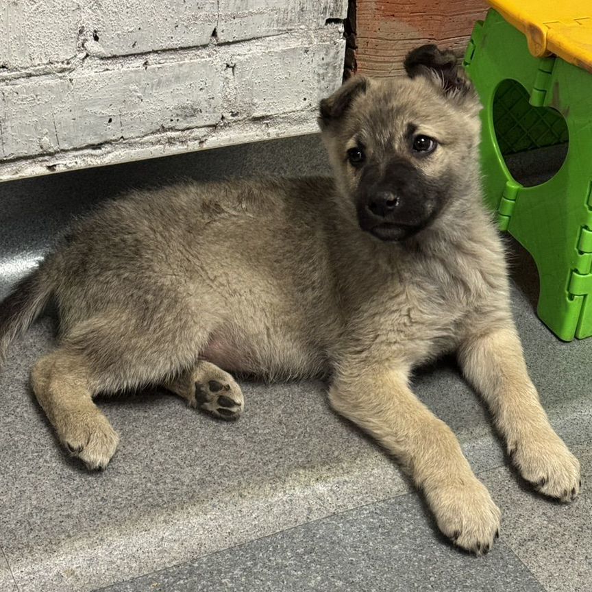 Щенок в добрые руки