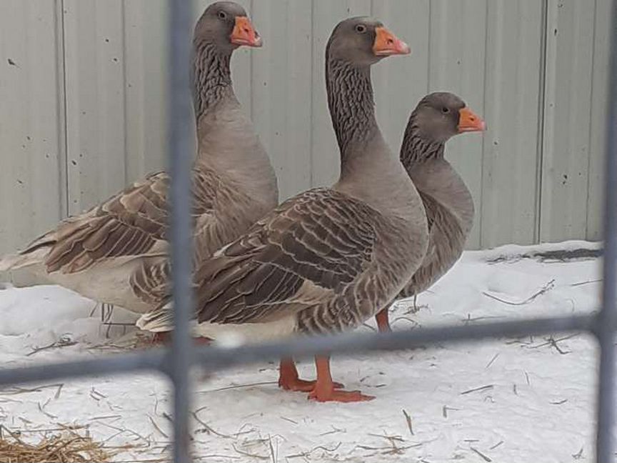 Бойцовые гуси