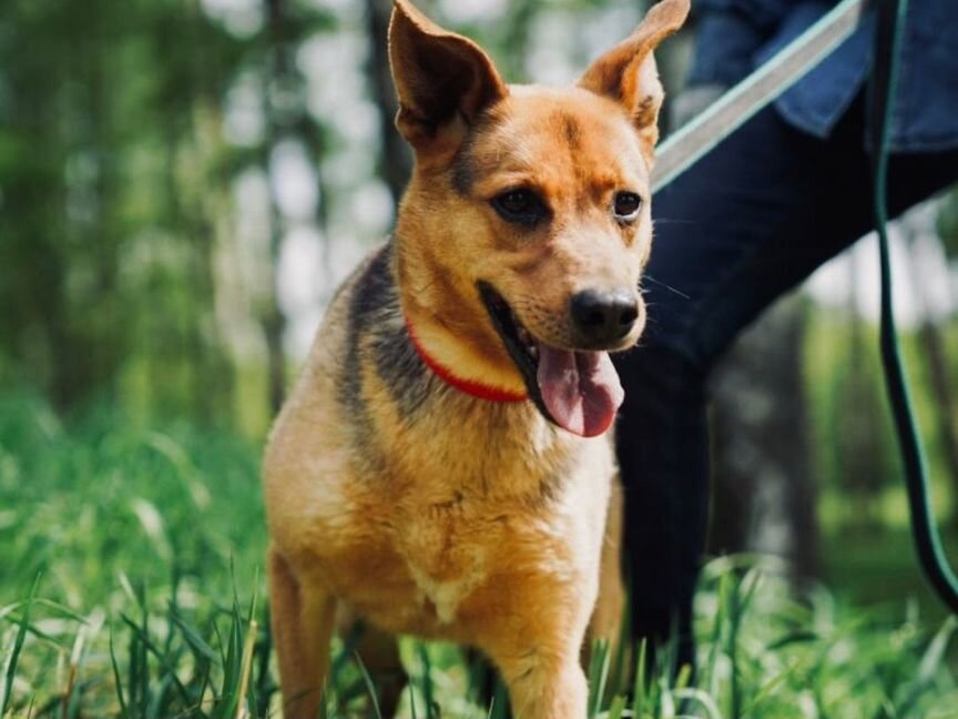 Собака в добрые руки