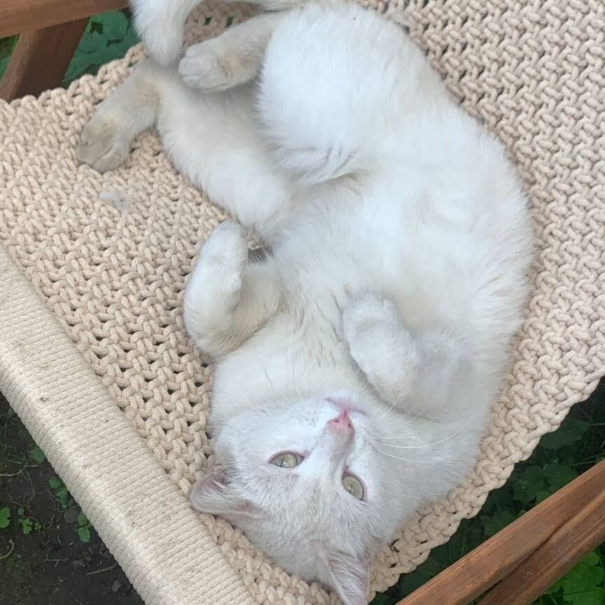 Котик ласковый оболтус в добрые руки