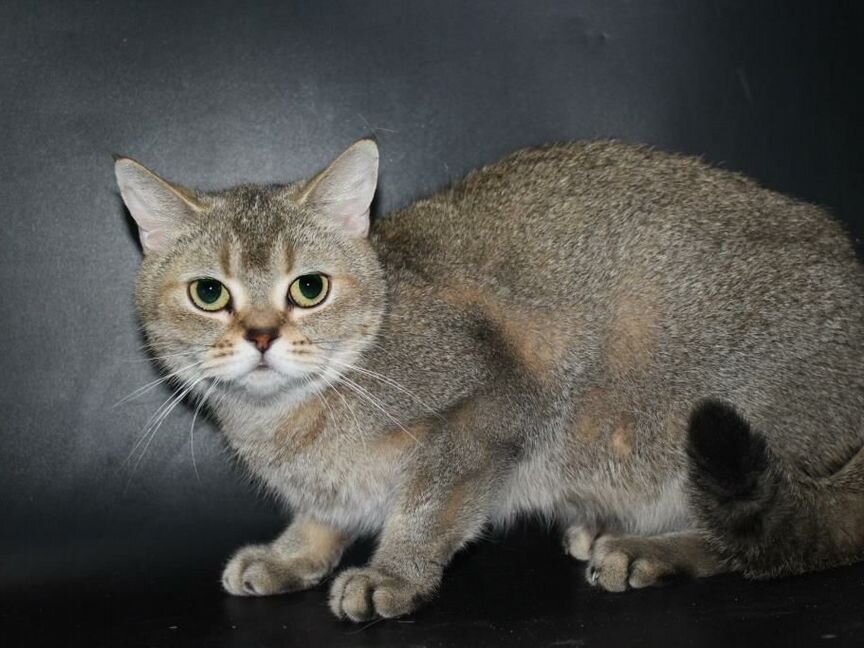 Золотая тикированная шиншилла