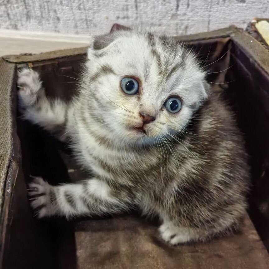 Шотландский вислоухий короткошёрстный котёнок