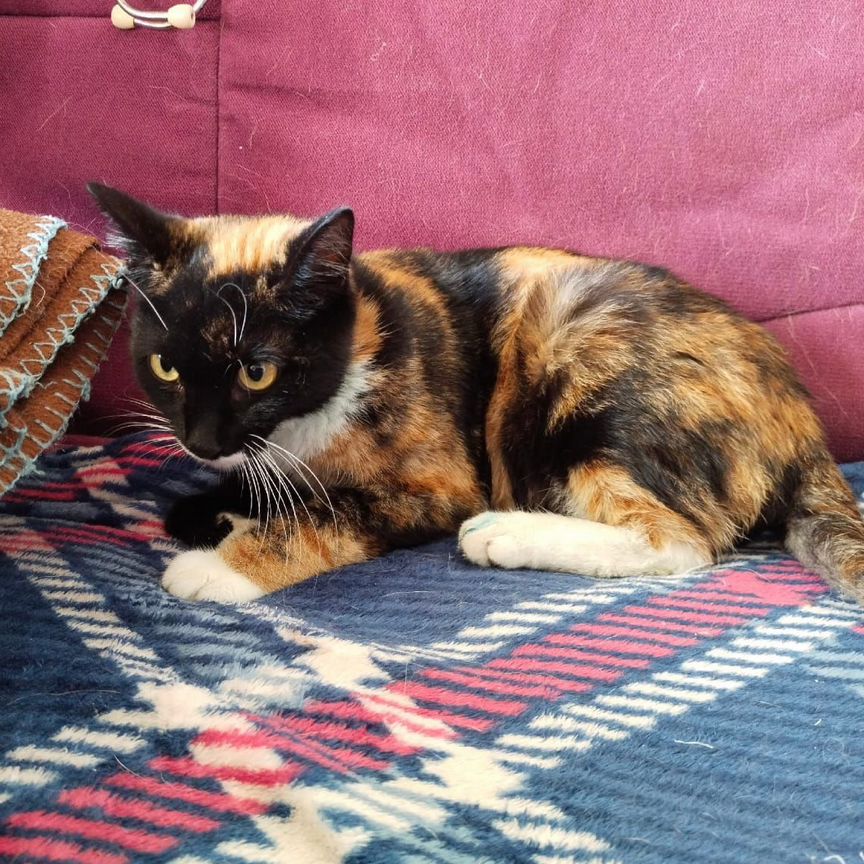 Котёнок Веснушка