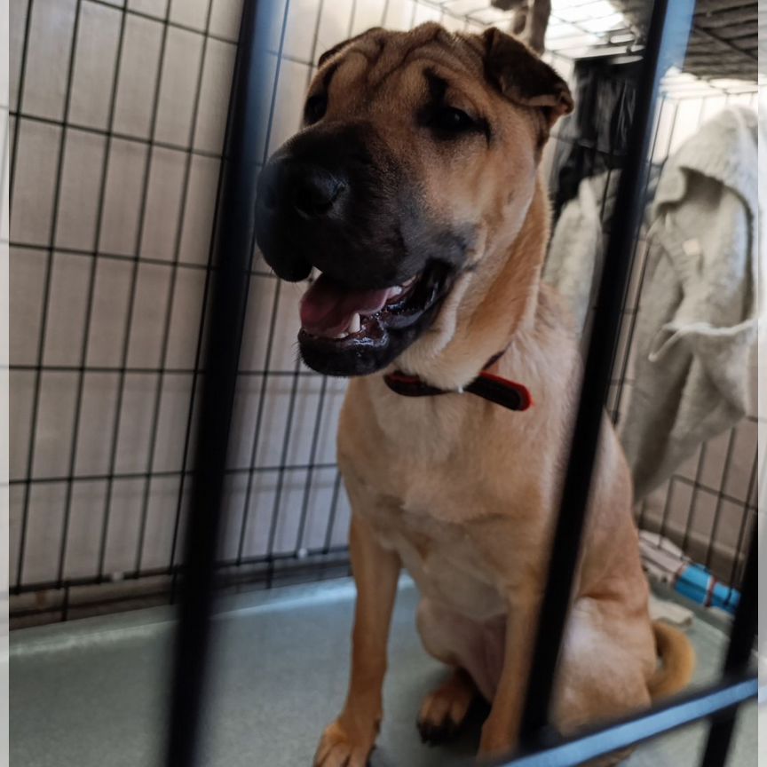 Шарпей, щенок