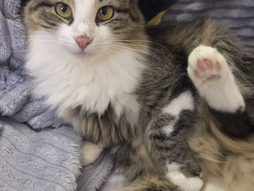 Кошки в добрые руки даром