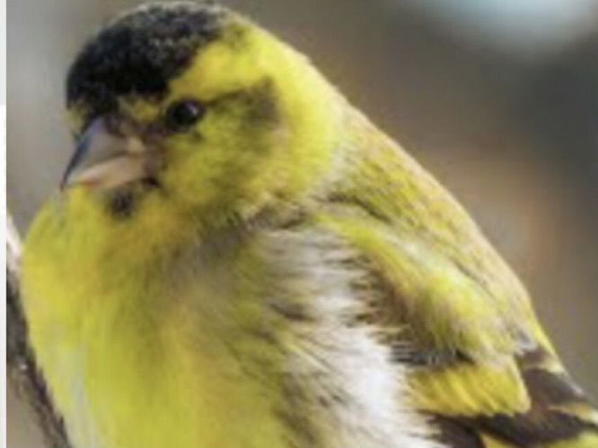 Чиж, Зеленушка, Амадинв