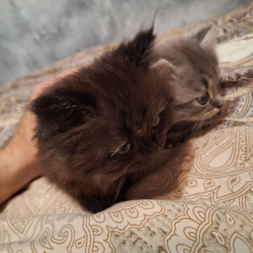 Котята