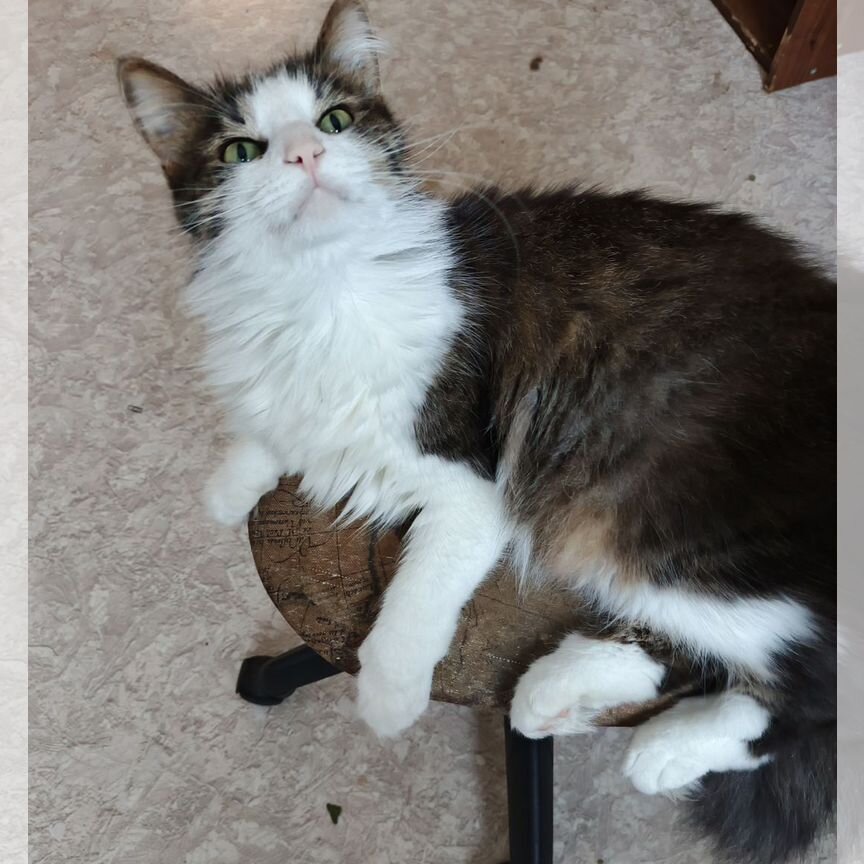 Взрослый кот в добрые руки