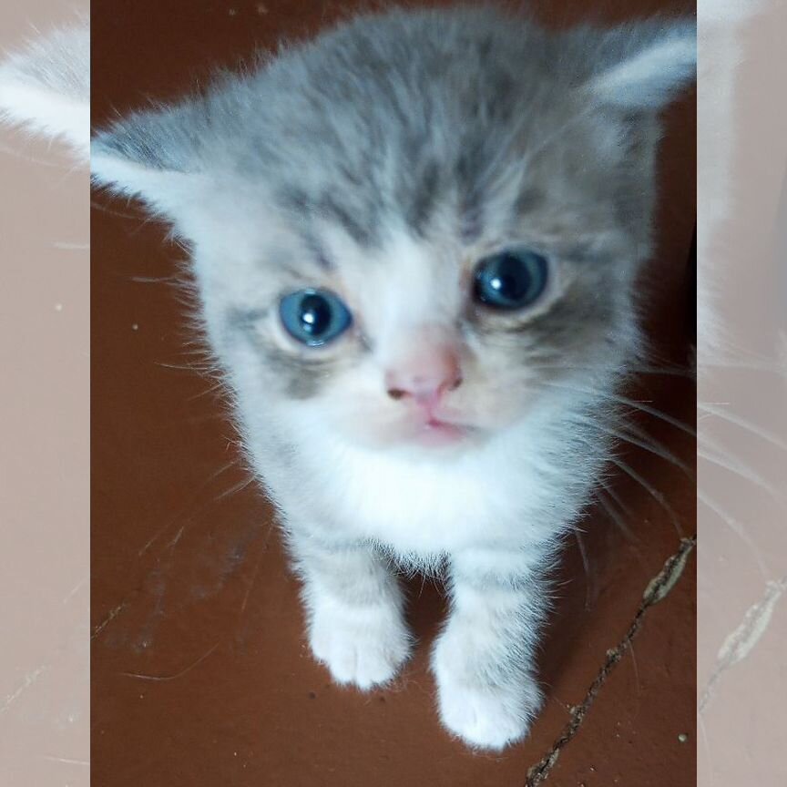 Котёнок в добрые руки