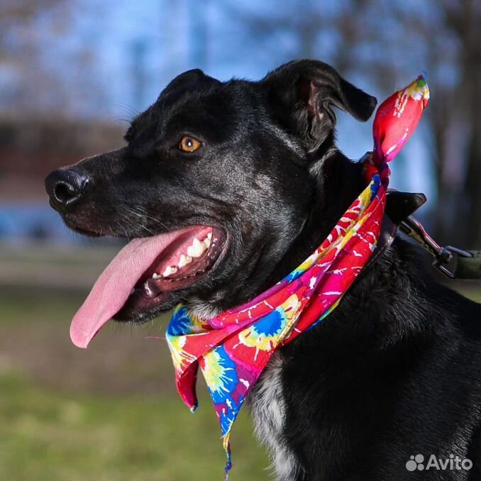 Витас статный красавец пес ищет дом