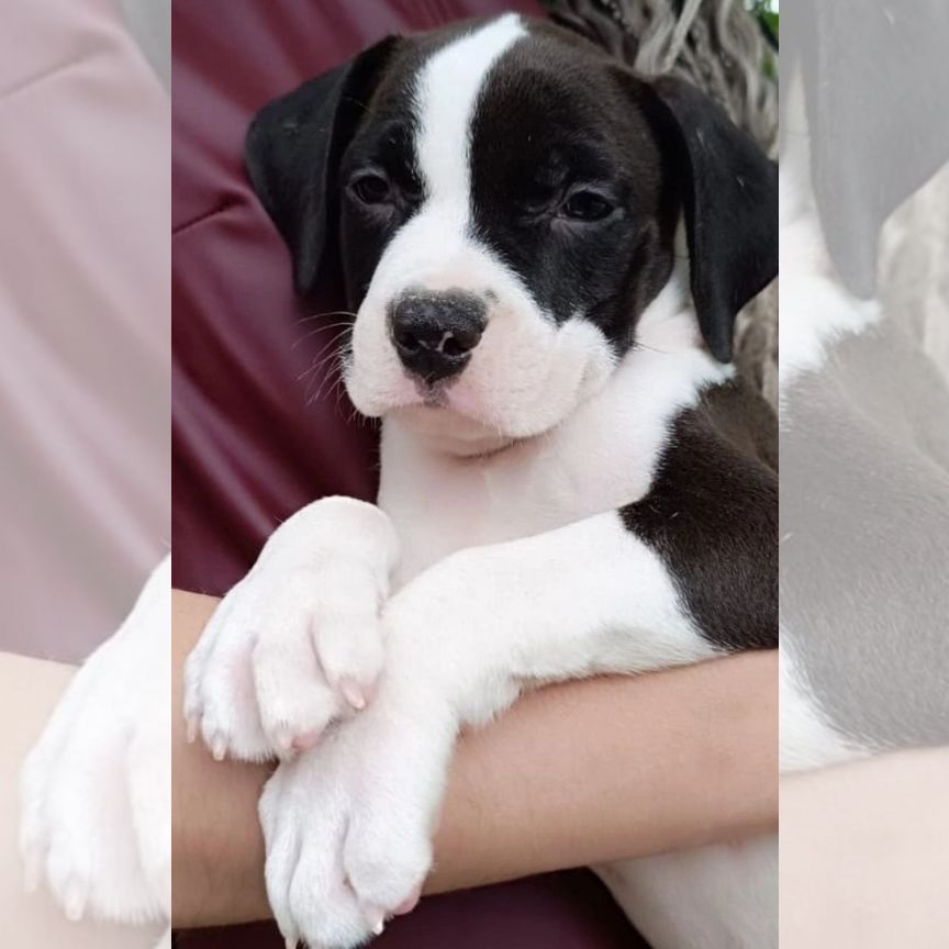 Американский стаффордширский терьер, щенок