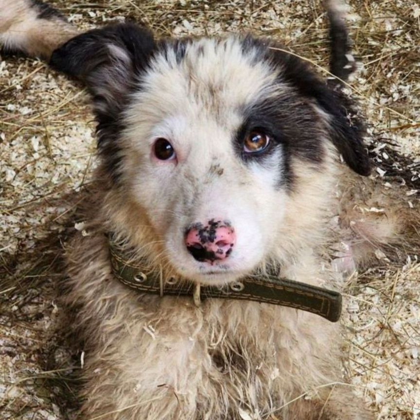 Помогите животным на еду