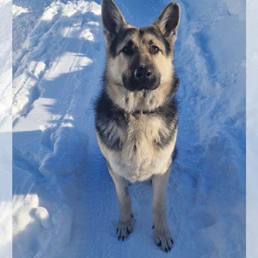 Восточноевропейская овчарка, щенок