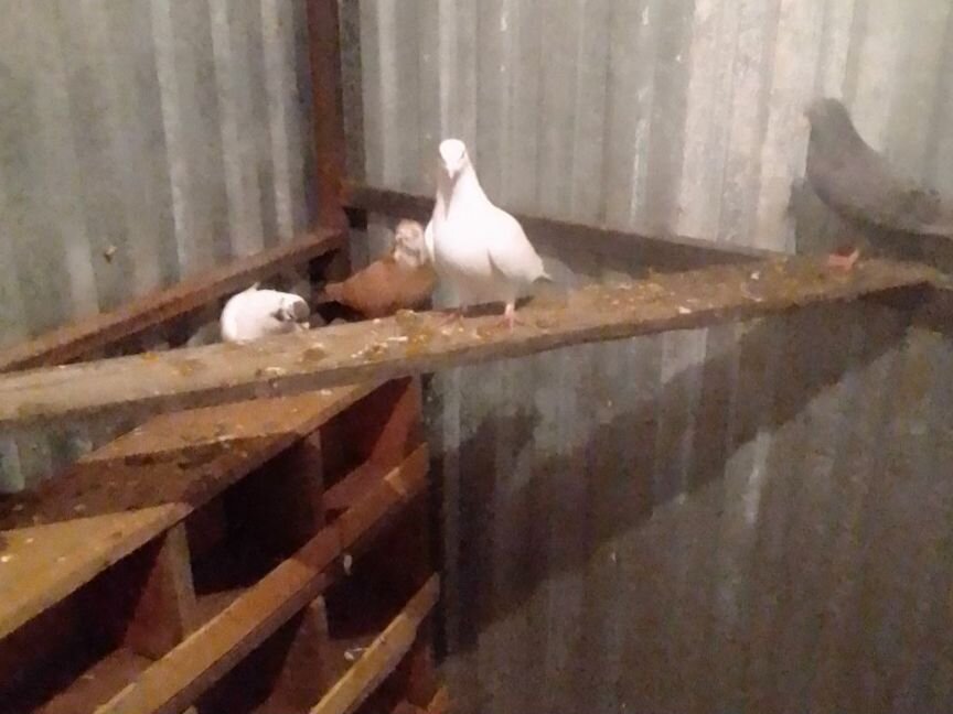 Голуби