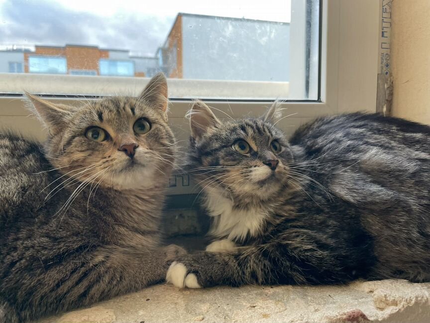 Котятки подростки братики