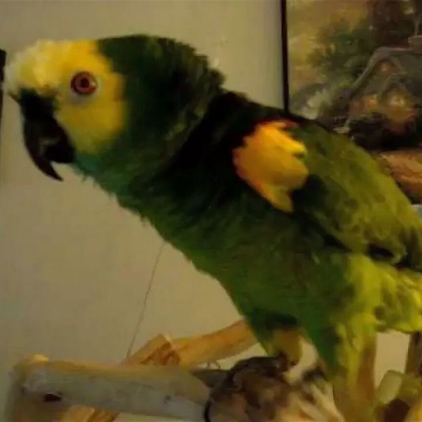 Попугай амазон синелобый самец