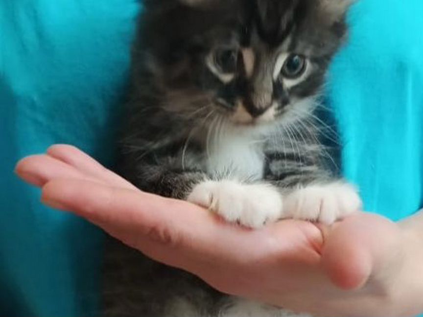 Котята в добрые руки, мальчики