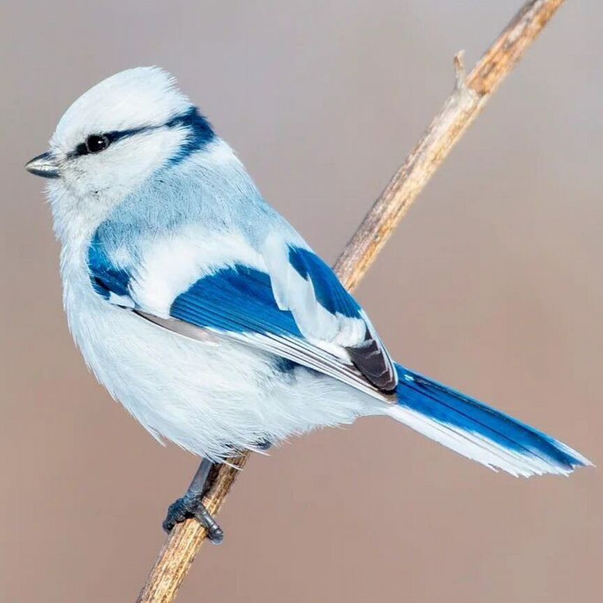 Белая лазоревка. Длиннохвостый снегирь