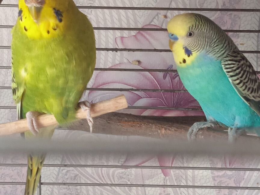 Продам попугаев