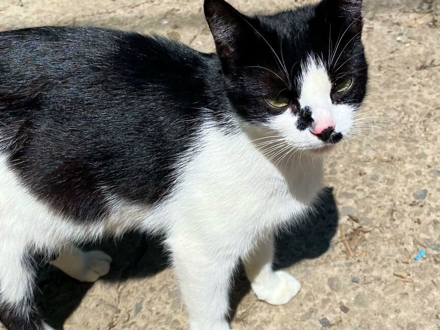 Кошка Масяня в добрые руки