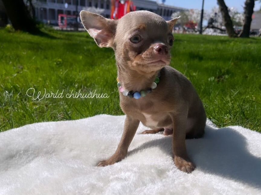 Лиловый Мальчишка Красавец