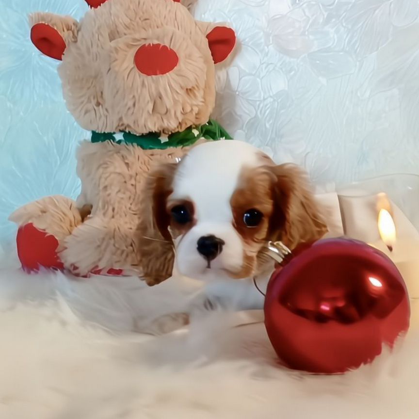 Кавалер кинг-чарльз-спаниель, щенок