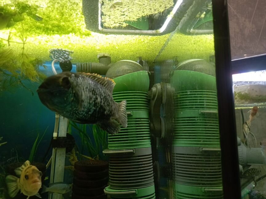 Аквариумная рыбка Наннакара