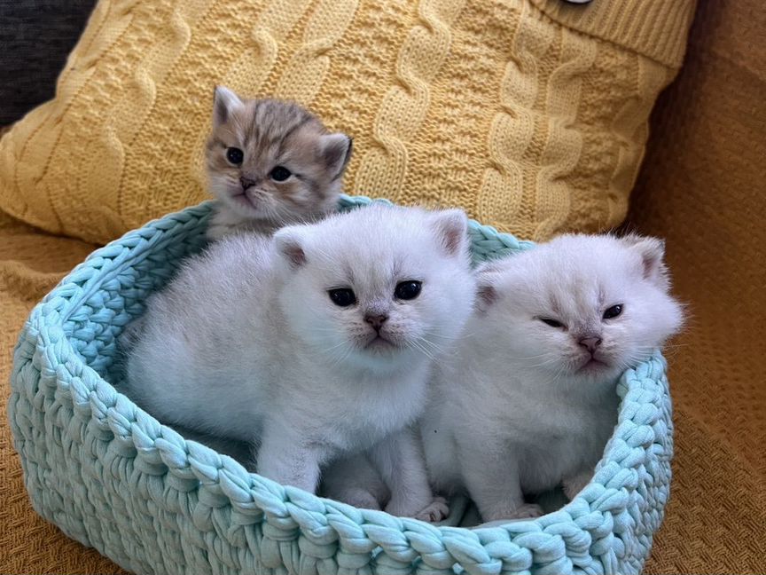 Котята шотландская серебристая и золотая шиншилла