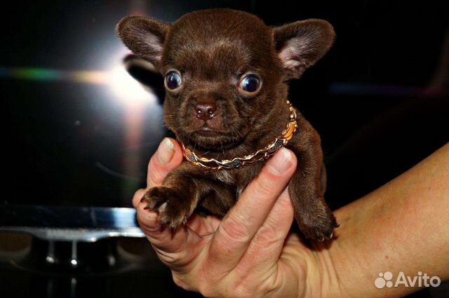 Чихуахуа шоколадные девочки