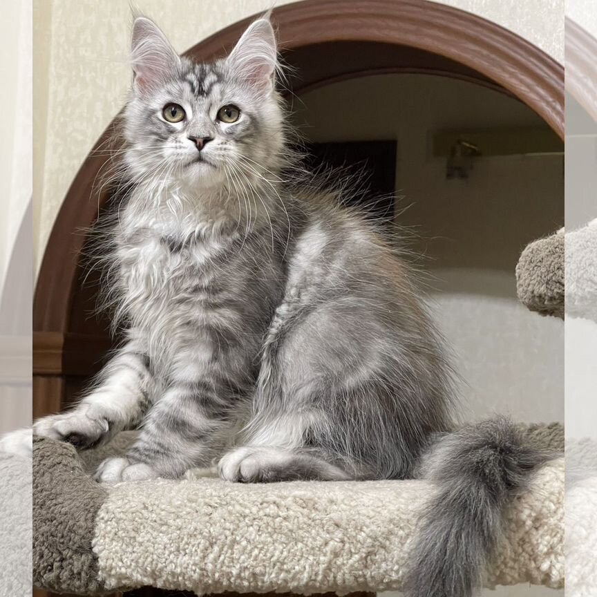 Мейн-кун котенок серебро