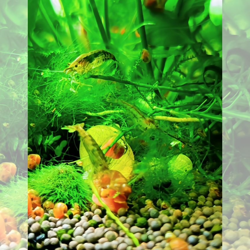 Продам аквариумных креветок