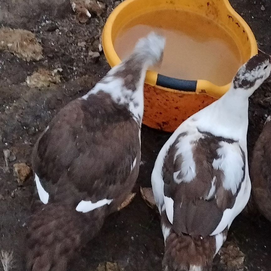 Индоутка мускусная утка