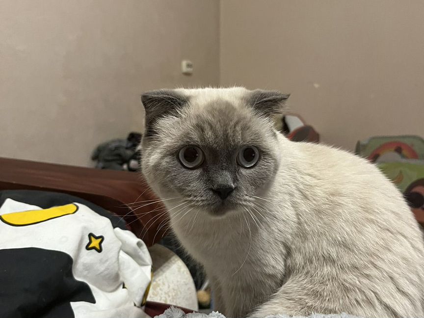 Кошки в добрые руки
